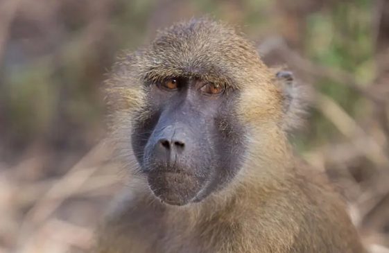 A Guide to Wildlife in Makasutu Forest, Gambia (Birds & Baboons ...