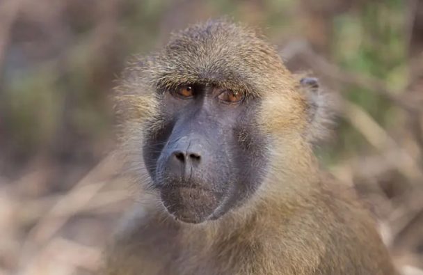 A Guide to Wildlife in Makasutu Forest, Gambia (Birds & Baboons ...