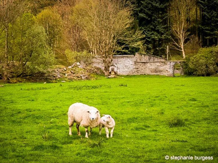 Four Seasons at the Hafod Estate, Pontrhydygroes | BaldHiker