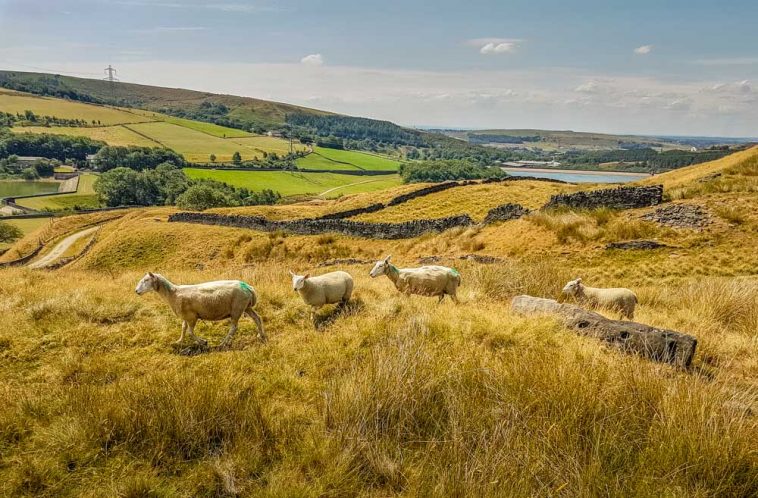 Ogden, Kitcliffe and Piethorne Reservior Walks | BaldHiker