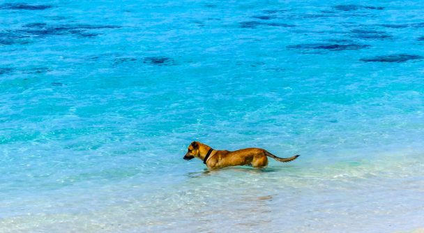 Rarotonga, Cook Islands - Pacific Paradise | BaldHiker