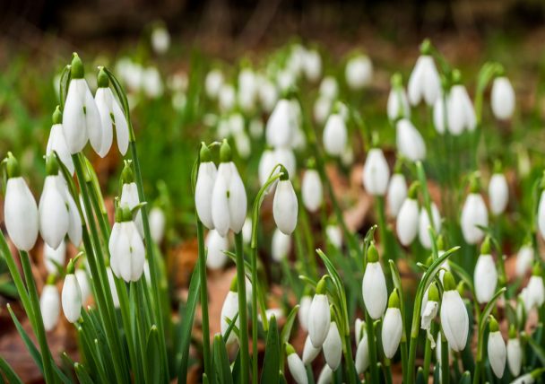Snowdrops: The Science, History, and Folklore of Spring’s First Flower ...