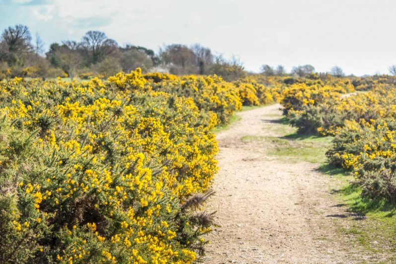 A Walk Around Greenham and Crookham Common, Berkshire | BaldHiker