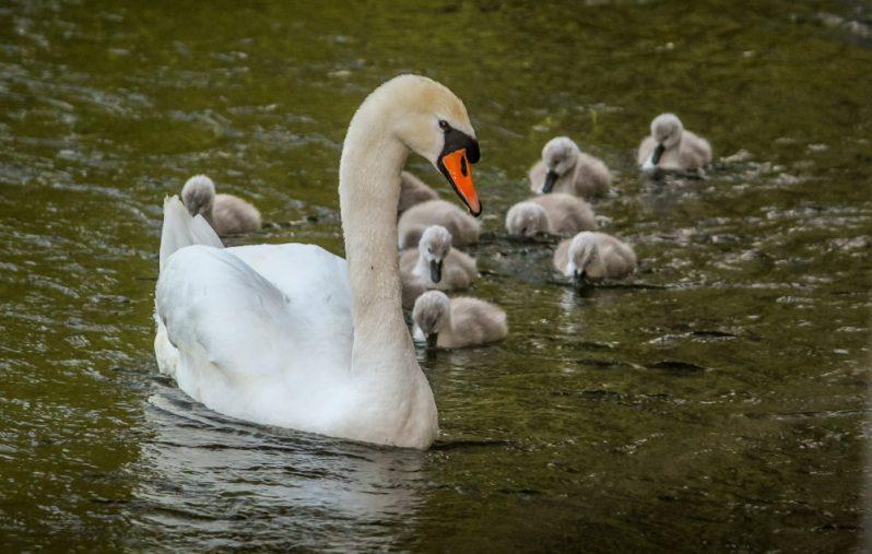 A Nature Walk in The Test Valley, Hampshire | BaldHiker