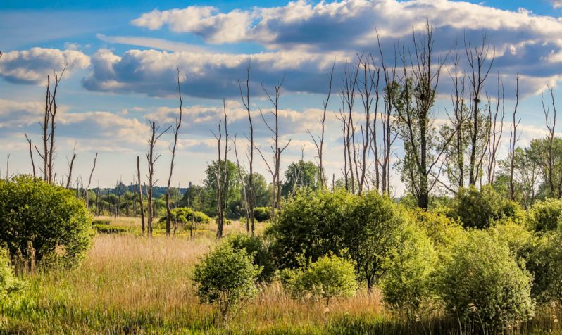 A Nature Walk in The Test Valley, Hampshire | BaldHiker