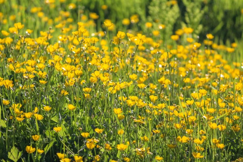 A Nature Walk in The Test Valley, Hampshire | BaldHiker
