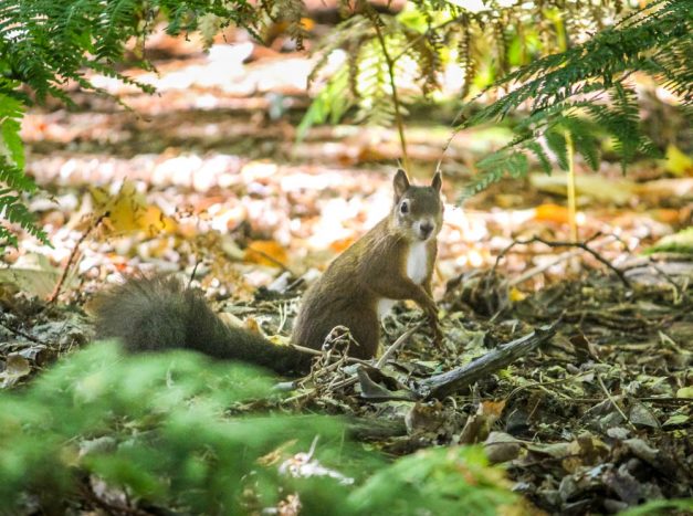 Brownsea Island and The Red Squirrels | BaldHiker