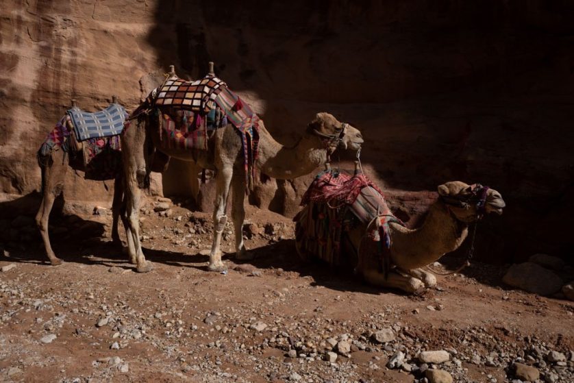 Petra, Jordan: The Rose Red City | BaldHiker