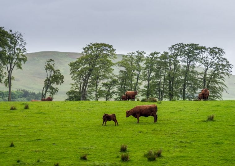 A Carlops and Peggy's Pool Walk Beneath The Pentland Hills | BaldHiker