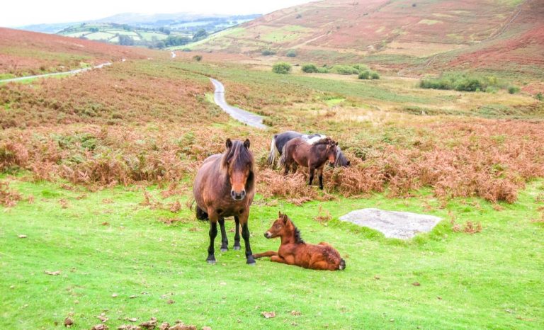 The Ultimate Guide to Camping in Dartmoor (Wild Camping & Campsites ...