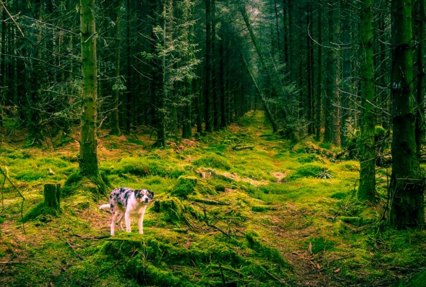 Longridge Fell - A Walk Up Britain's Most Southerly Named Fell | BaldHiker