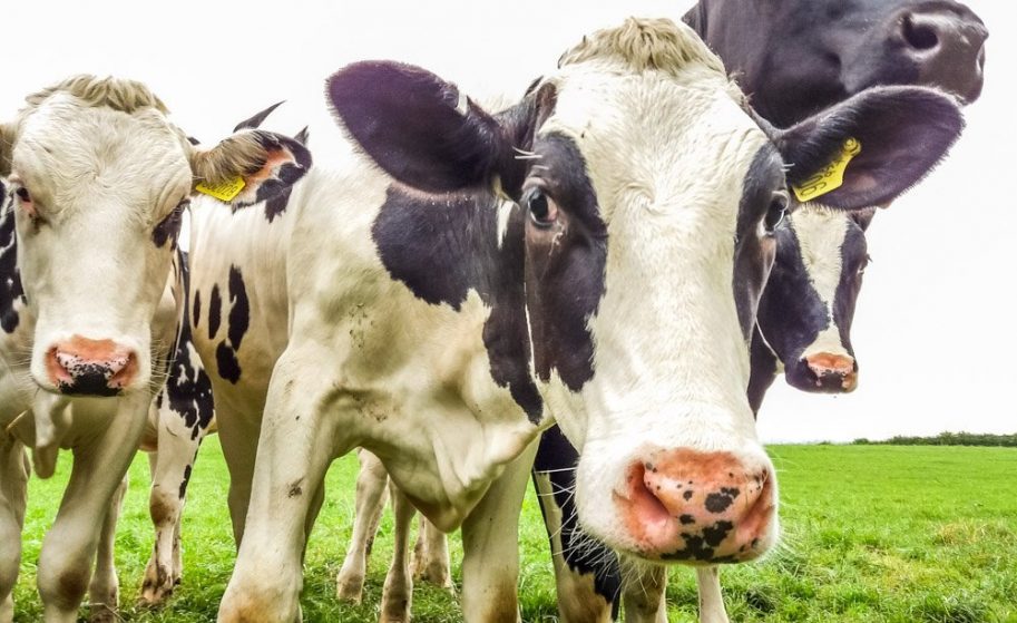 Walking Through Cow Fields With Dogs and What To do | BaldHiker