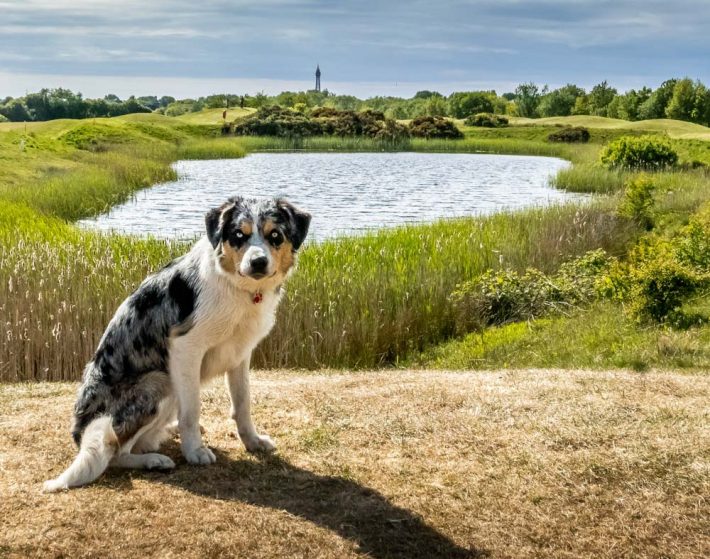 Walking Through Cow Fields With Dogs and What To do | BaldHiker