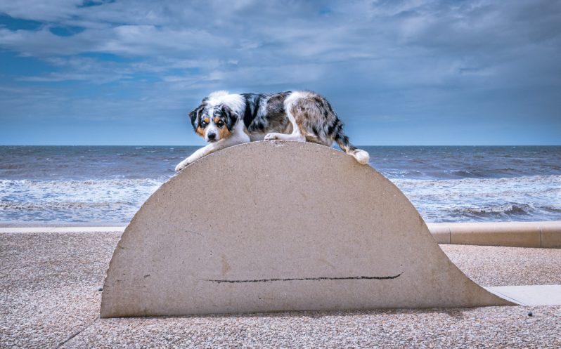 How To Train Your Dog To Pose In Photos | BaldHiker
