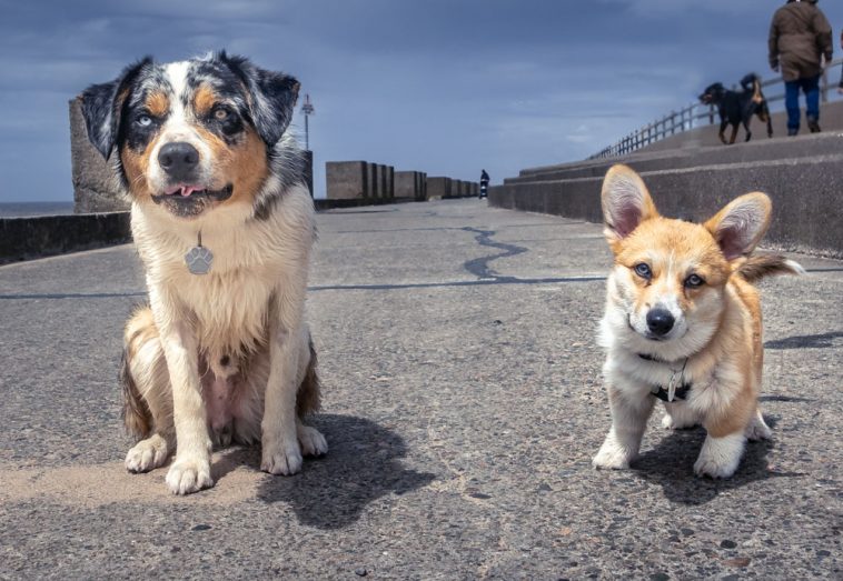 How To Train Your Dog To Pose In Photos | BaldHiker
