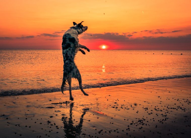 Dog Walks On The Beach - The Good and The Dangerous | BaldHiker