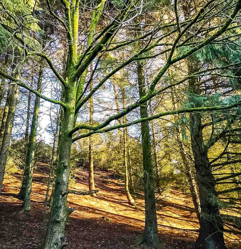 Tandle Hill Country Park – Royton, Oldham | BaldHiker