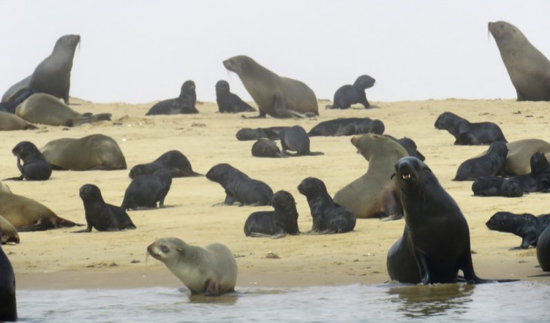 Kayaking With Cape Fur Seals Off The Namibian Coast | BaldHiker