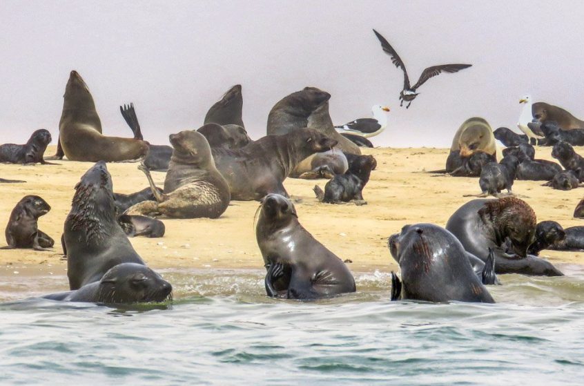 Kayaking With Cape Fur Seals Off The Namibian Coast | BaldHiker
