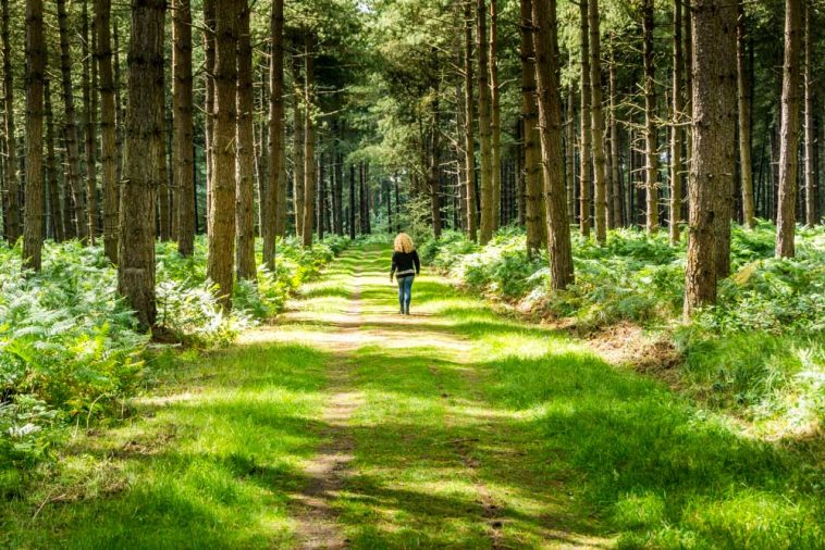 Thetford Forest - UK’s Largest Man-Made Lowland Pine Forest | BaldHiker