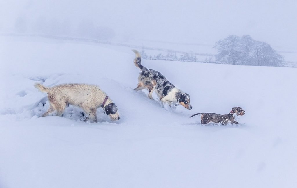 The Dogs And The Fun Of Snow With Winter Care Tips | BaldHiker