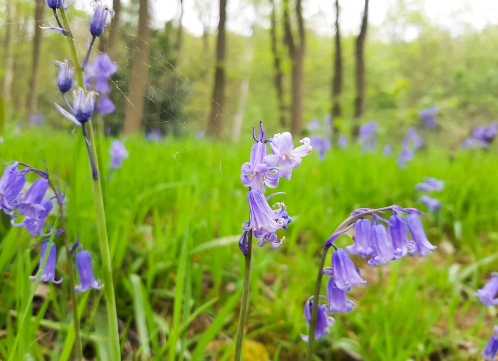 Linacre Reservoirs Walk, Peak District | BaldHiker