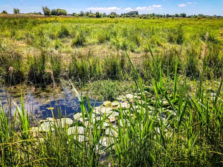 A Walk Around Stodmarsh National Nature Reserve | BaldHiker