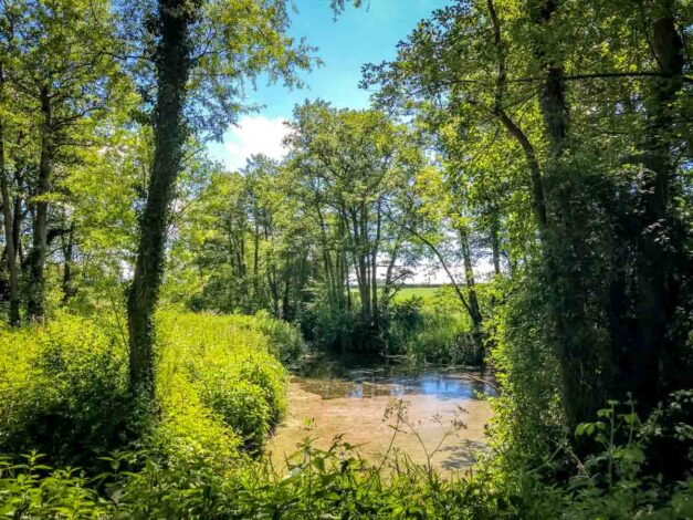 A Walk Around Stodmarsh National Nature Reserve | BaldHiker