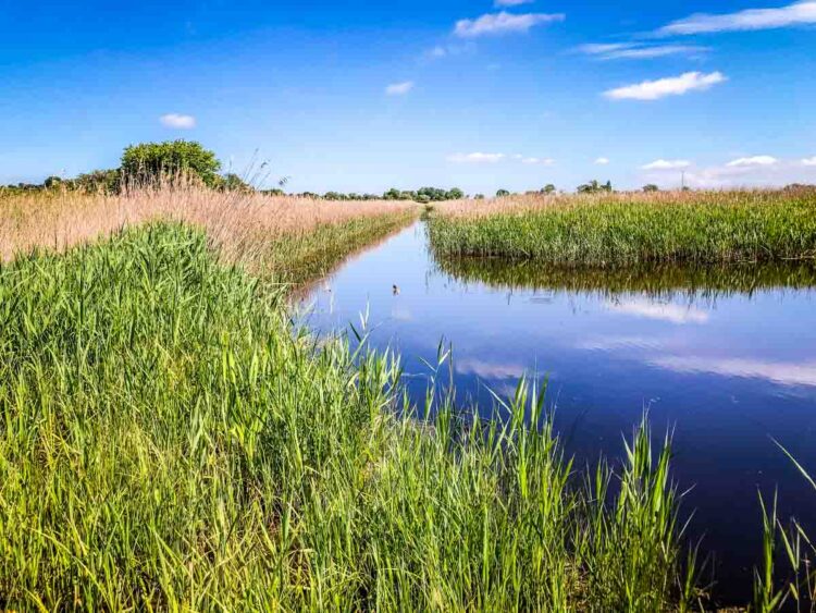 A Walk Around Stodmarsh National Nature Reserve | BaldHiker