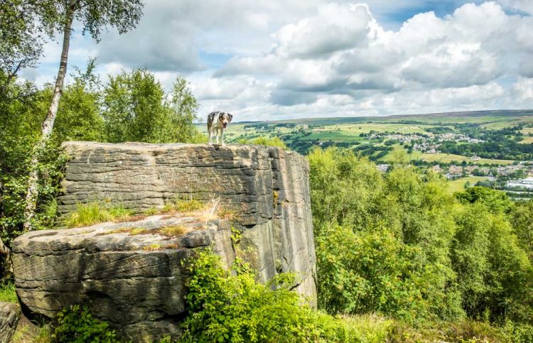 A Bingley Walk Around St Ives Estate | BaldHiker