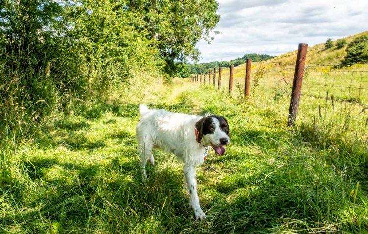 Nettleton Top Walk In The Lincolnshire Wolds | BaldHiker