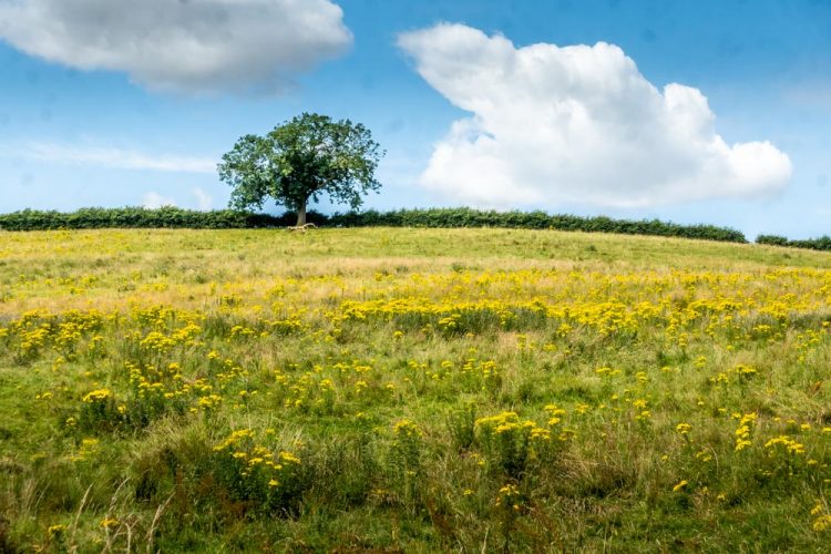 Nettleton Top Walk In The Lincolnshire Wolds | BaldHiker