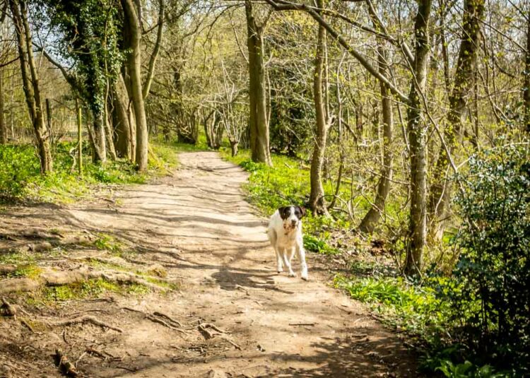 Nidd Gorge And Old Bilton Walk From Knaresborough | BaldHiker