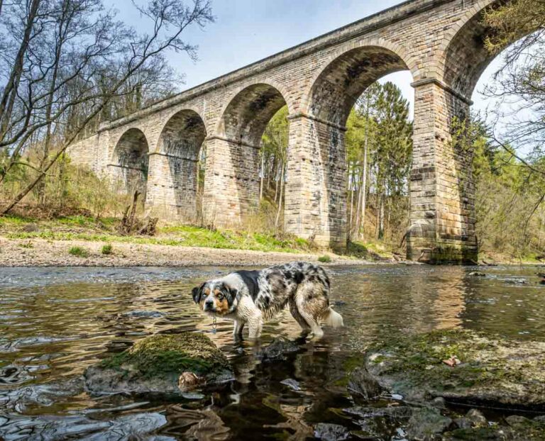 Nidd Gorge And Old Bilton Walk From Knaresborough | BaldHiker