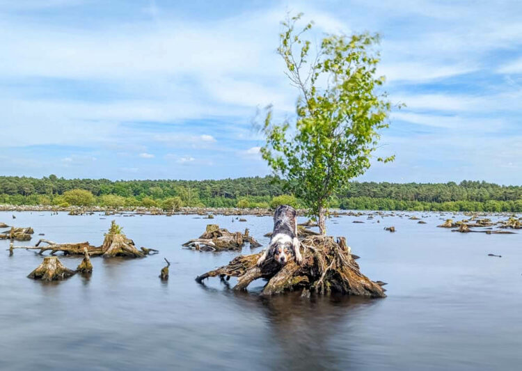 A Walk Around Blakemere Moss, Delamere Forest | BaldHiker