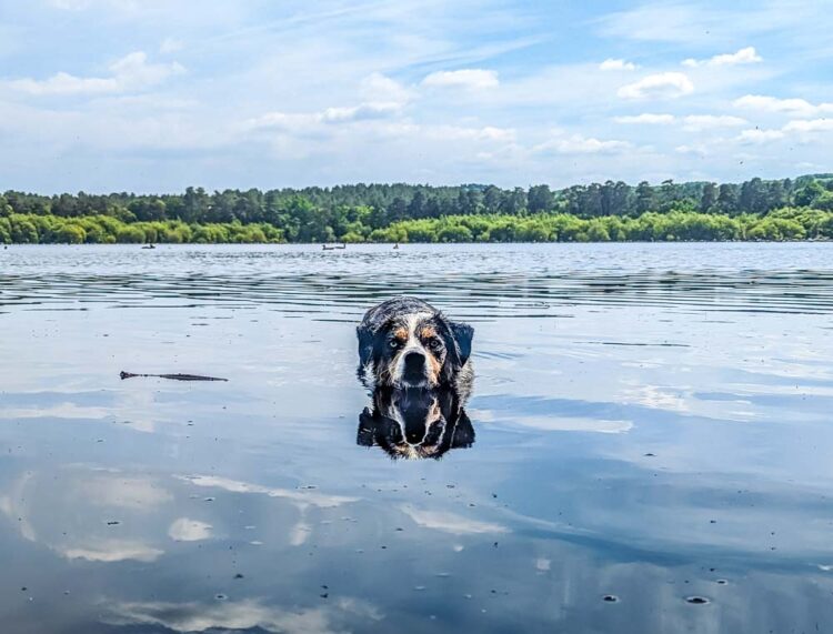 A Walk Around Blakemere Moss, Delamere Forest | BaldHiker