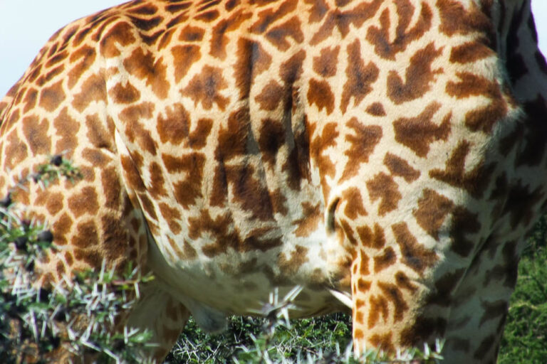 Giraffes - A Tall Story | BaldHiker