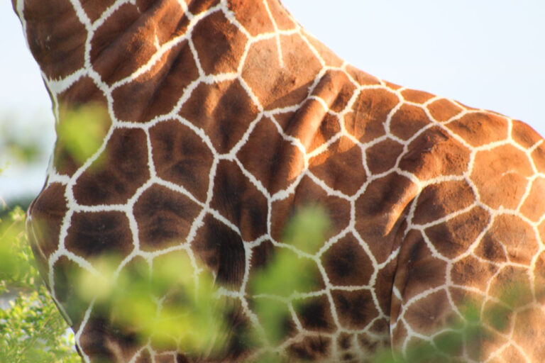 Giraffes - A Tall Story | BaldHiker