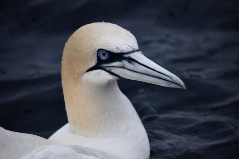 All About Gannets - Britain's Largest Seabird | BaldHiker