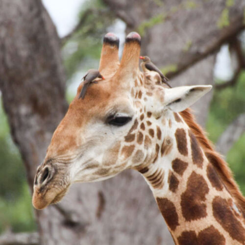 Giraffes - A Tall Story | BaldHiker