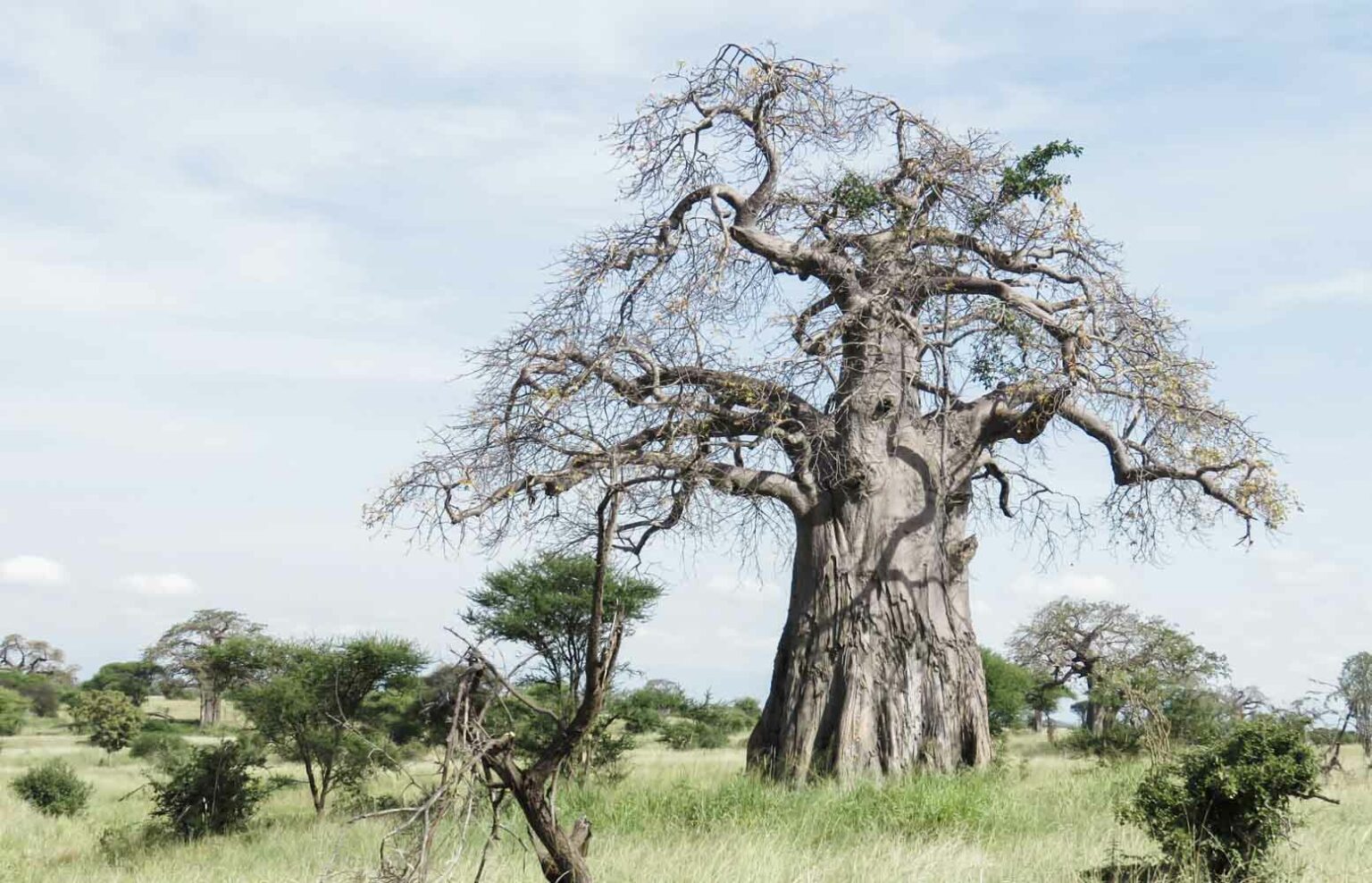 Baobabs - Africa's Tree Of Life | BaldHiker
