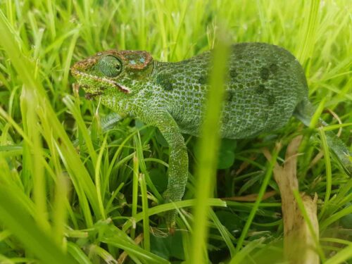 Colour Changing Chameleons | BaldHiker