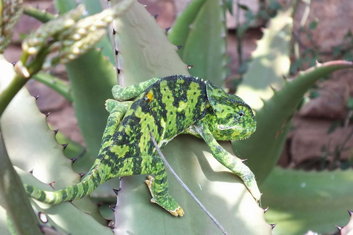 Colour Changing Chameleons | BaldHiker