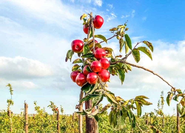 An Orchard Tour at Brogdale Farm in Faversham | BaldHiker