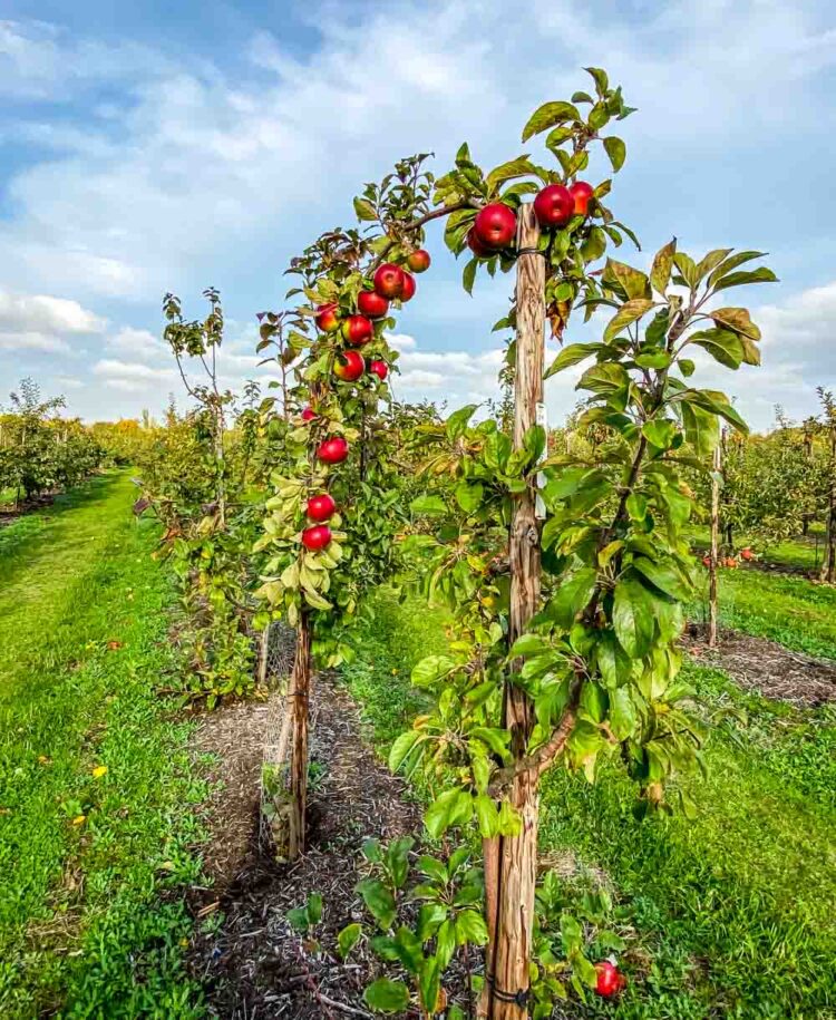 An Orchard Tour at Brogdale Farm in Faversham | BaldHiker