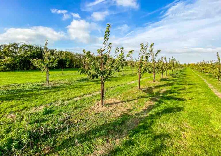 An Orchard Tour at Brogdale Farm in Faversham | BaldHiker