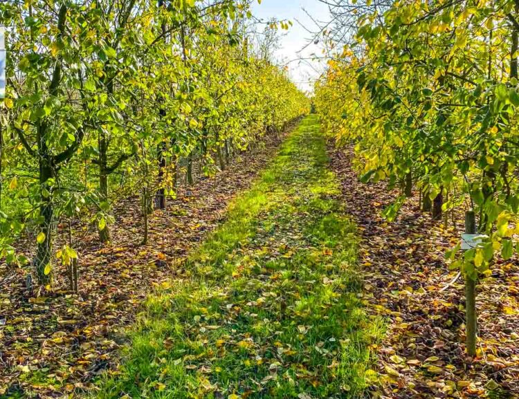 An Orchard Tour at Brogdale Farm in Faversham | BaldHiker