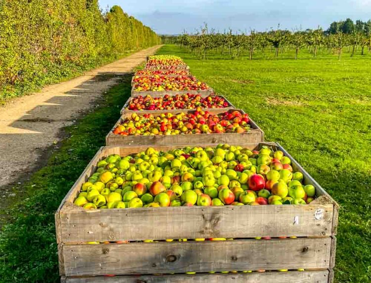 An Orchard Tour at Brogdale Farm in Faversham | BaldHiker