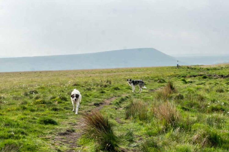 A Circular Walk Of Marsden Moor And Pule Hill | BaldHiker