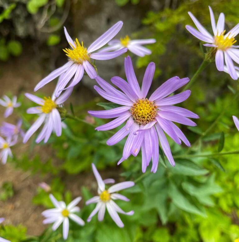 Paradise Inn, Mount Rainier, Washington | BaldHiker